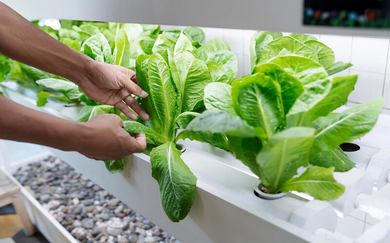 Hydroponics Farming in the USA: Revolutionizing Agriculture ...